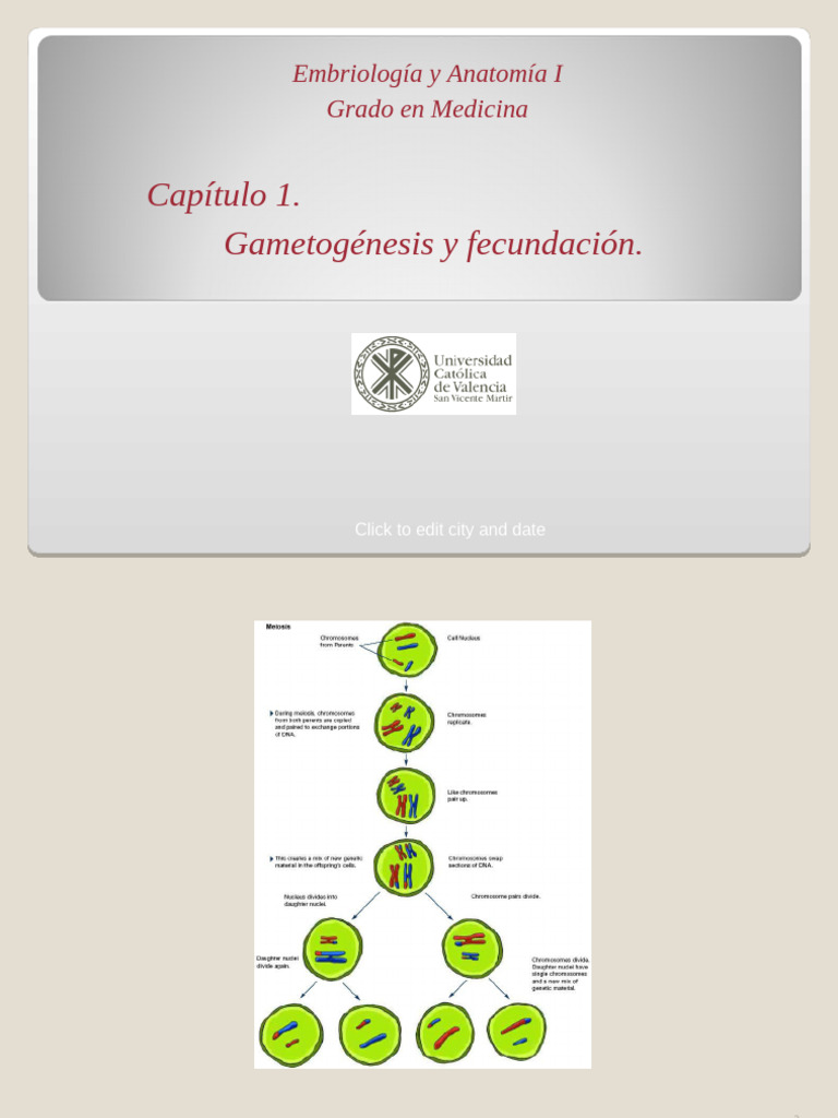 GametogÃ©nesis (2) (7) (1) | PDF
