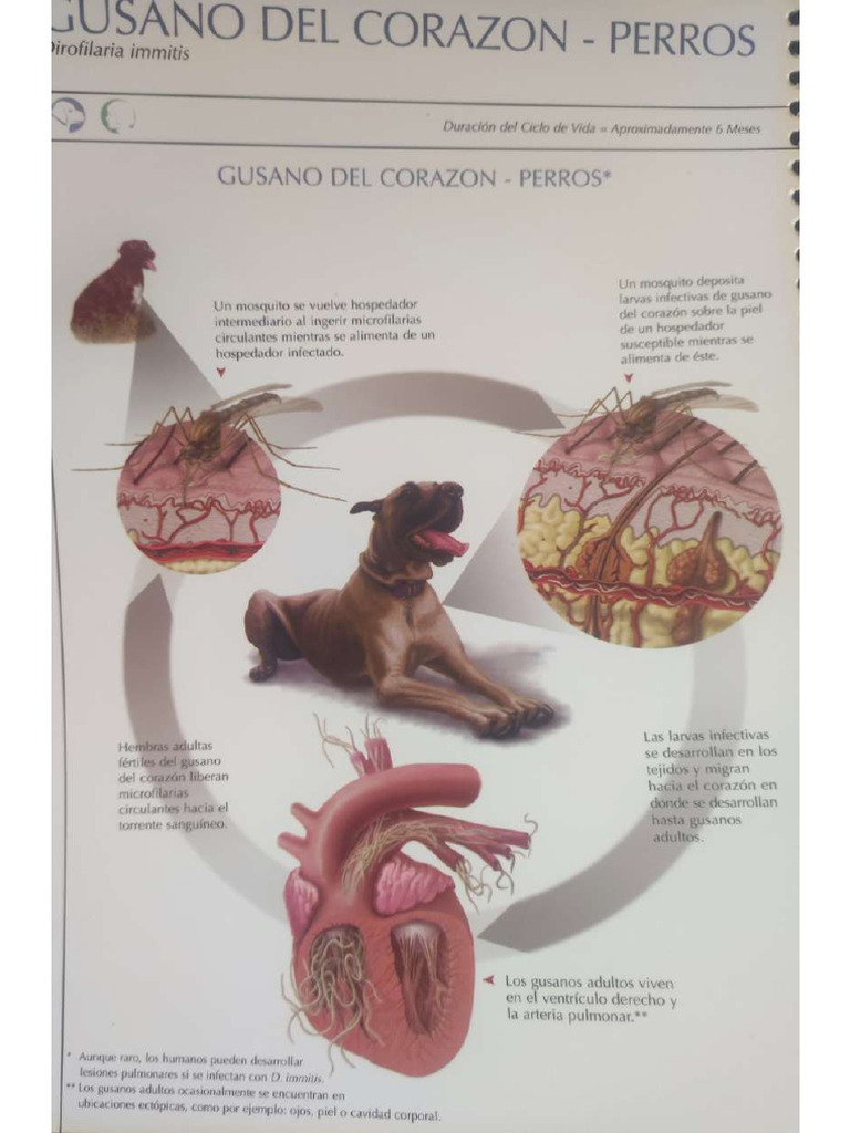 Img 20250602 062648 | PDF