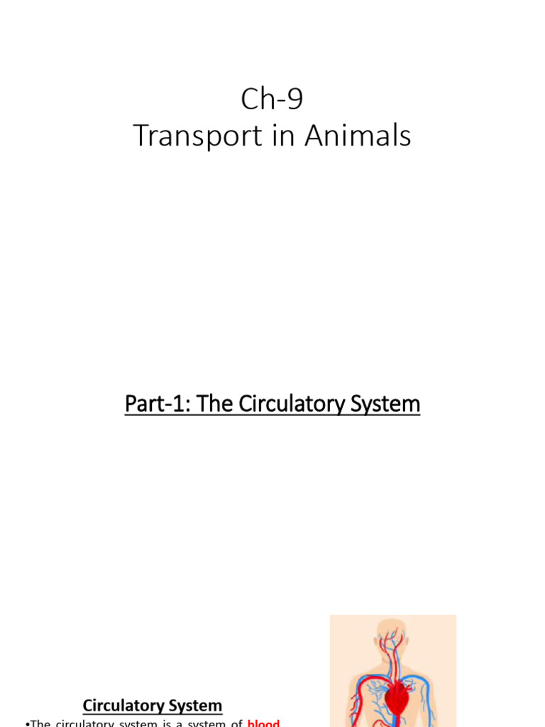 Ch-9 Transport in Animals | PDF | Circulatory System | Heart