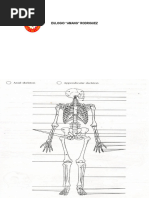 Axial Skeleton Labeling Worksheet | PDF | Vertebral Column | Vertebra