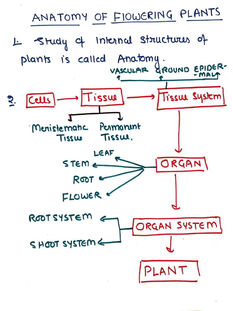 Anatomy of Flowering Plants Hand Written Notes | PDF