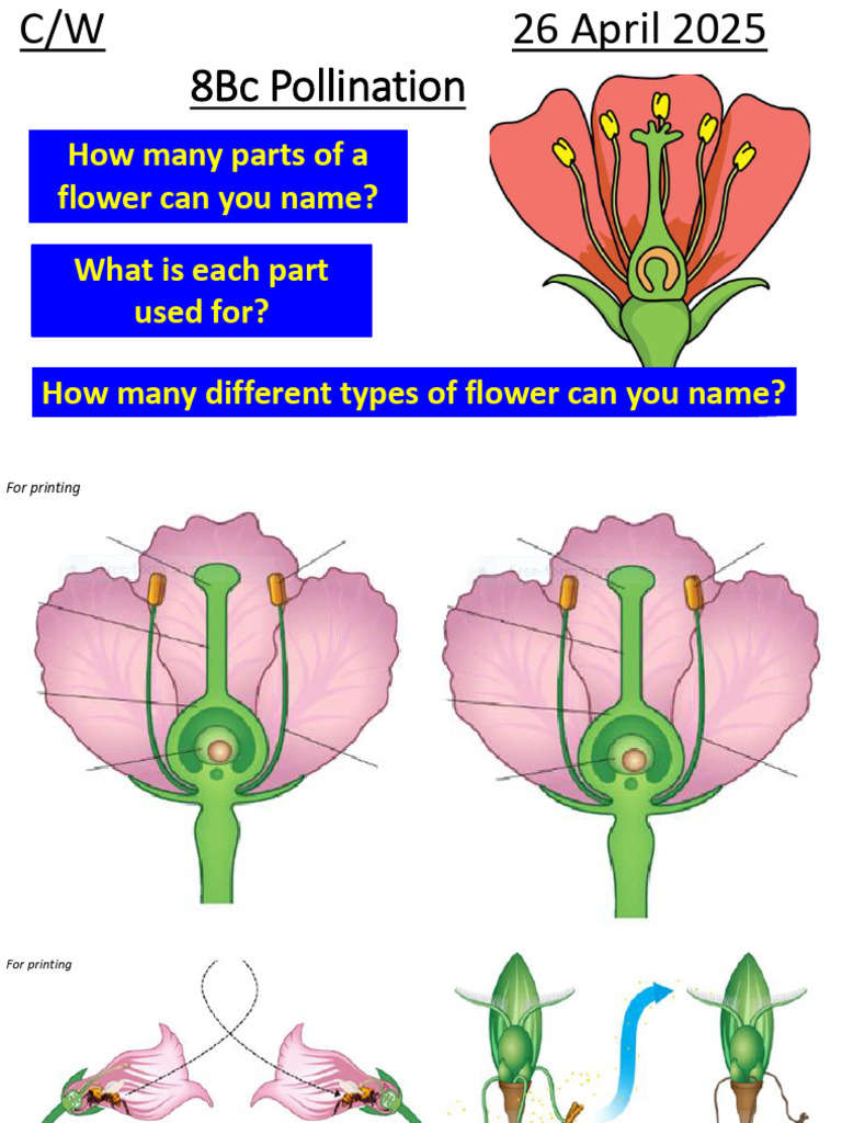 Flower Structure and Pollination Guide | PDF | Flowers | Pollination