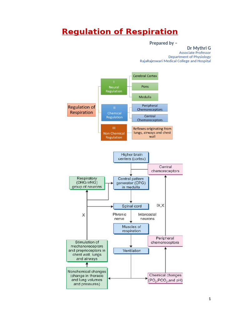 Regulation of Respiration | PDF | Physiology