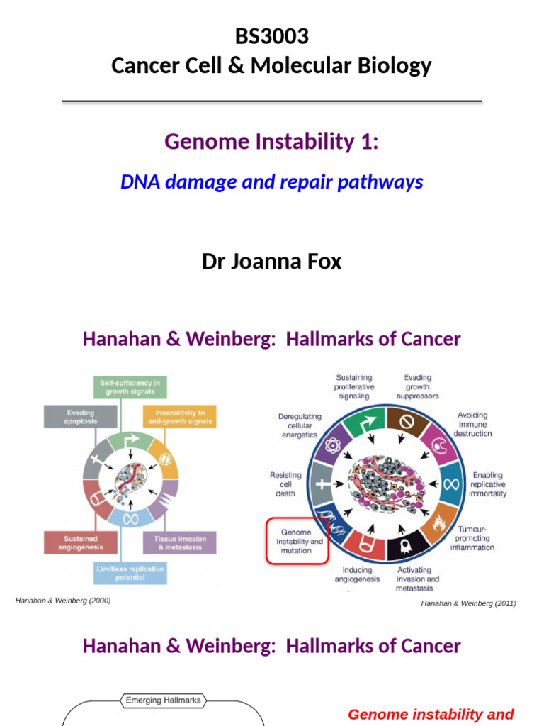 Genome Instability in Cancer Biology | PDF | Dna Repair | P53