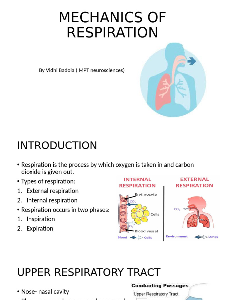 Mechanics of Human Respiration Explained | PDF | Respiratory Tract | Lung