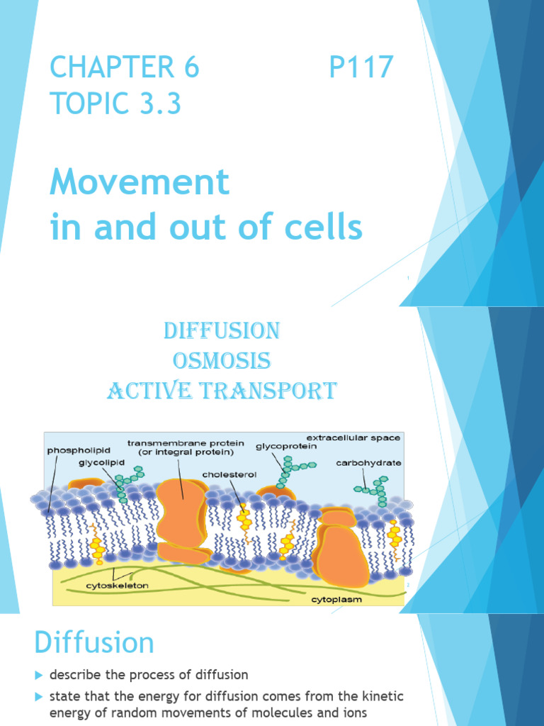 Cell Movement: Diffusion, Osmosis, Transport | PDF | Osmosis | Diffusion