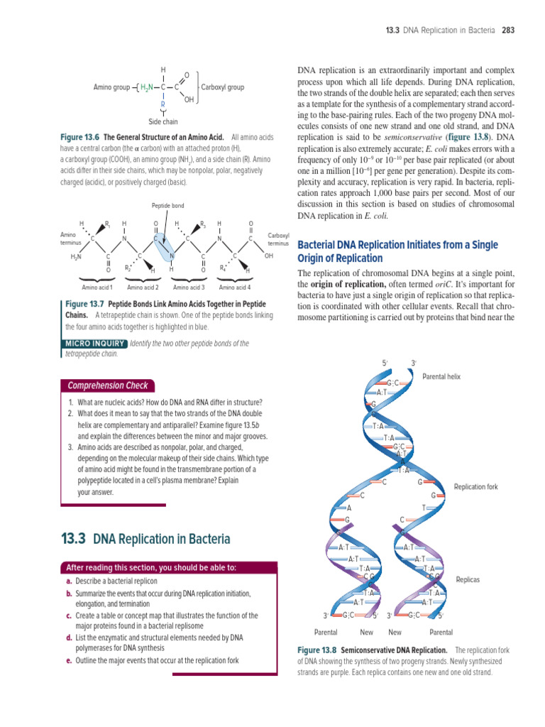 Bacterial DNA Replication Process Explained | PDF | Dna Replication | Dna