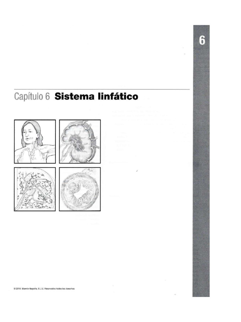 Netter para Colorear2-264-281 | PDF