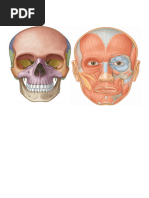 Anatomie des Os du Visage Humain | PDF | Anatomie humaine | Appareil ...