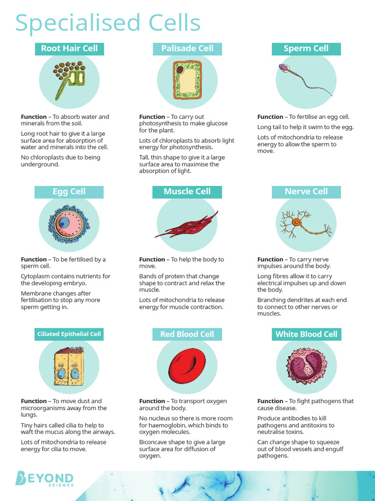 KS3 Biology Specialised Cells Information Sheet A3 | PDF | Cell ...
