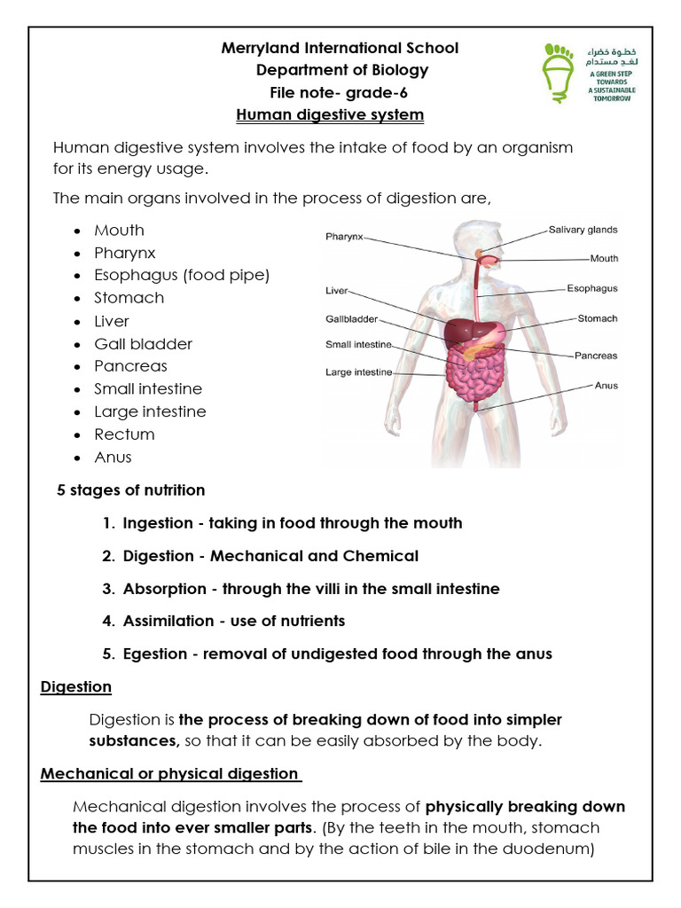 Human Digestive System File Note | PDF | Digestion | Small Intestine
