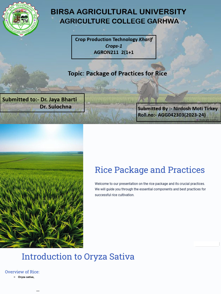 Essential Rice Cultivation Practices | PDF | Rice | Soil