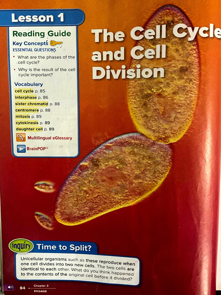 C3L1 - The Cell and Cell Division | PDF