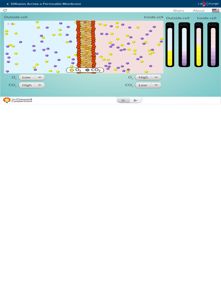 Diffusion Across A Permeable Membrane - LabXchange | PDF | Cell ...