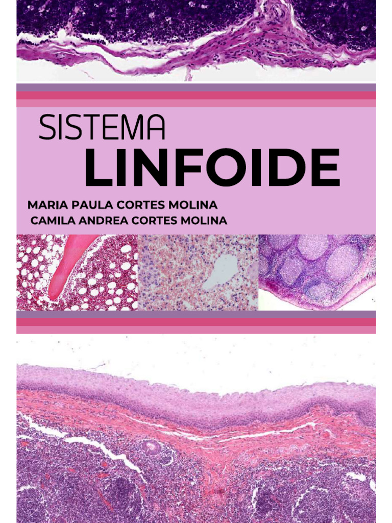 Atlas Sistema Linfoide Camila y Paula | PDF