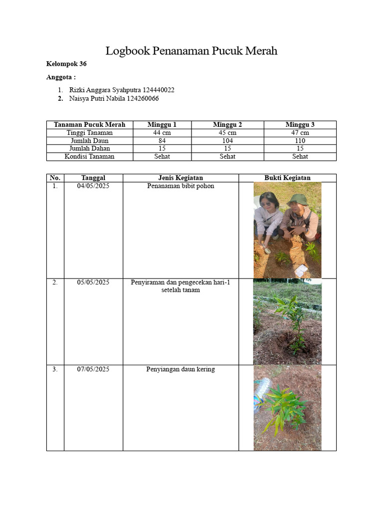 Logbook Penanaman Pucuk Merah LHS Kelompok 36 | PDF