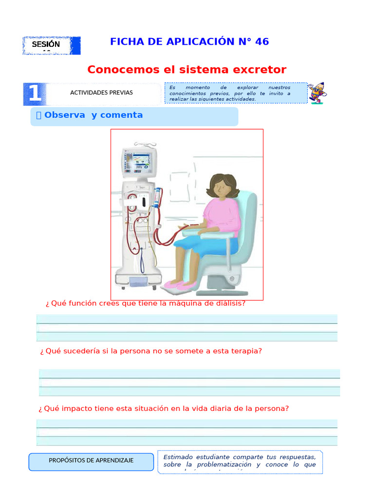 FICHA 46 - CYT - Conocemos el sistema excretor | PDF | Riñón | Sistema urinario