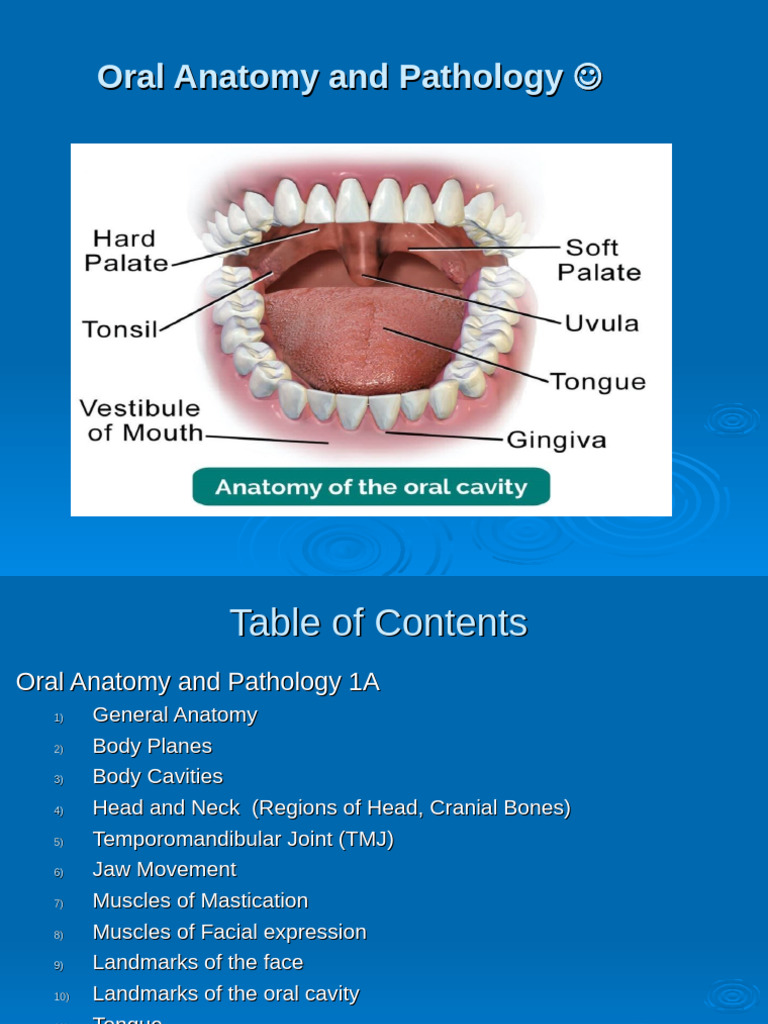 Oral Anatomy and Pathology Overview | PDF | Dental Anatomy | Human Tooth