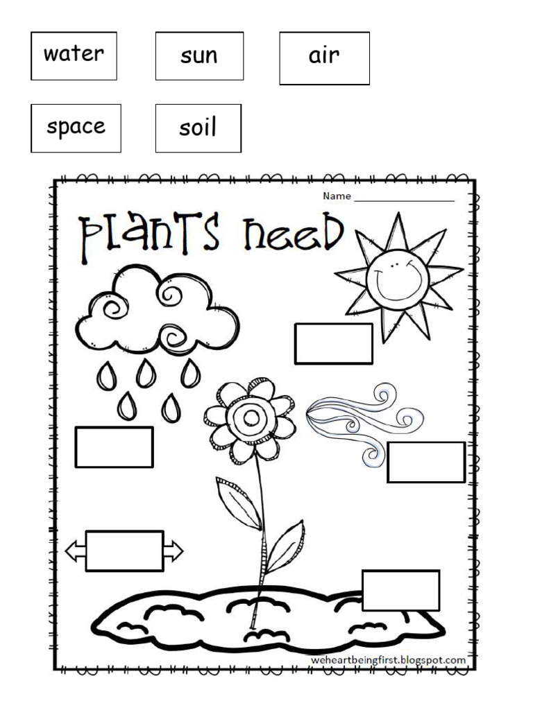 What Do Plants Need | PDF