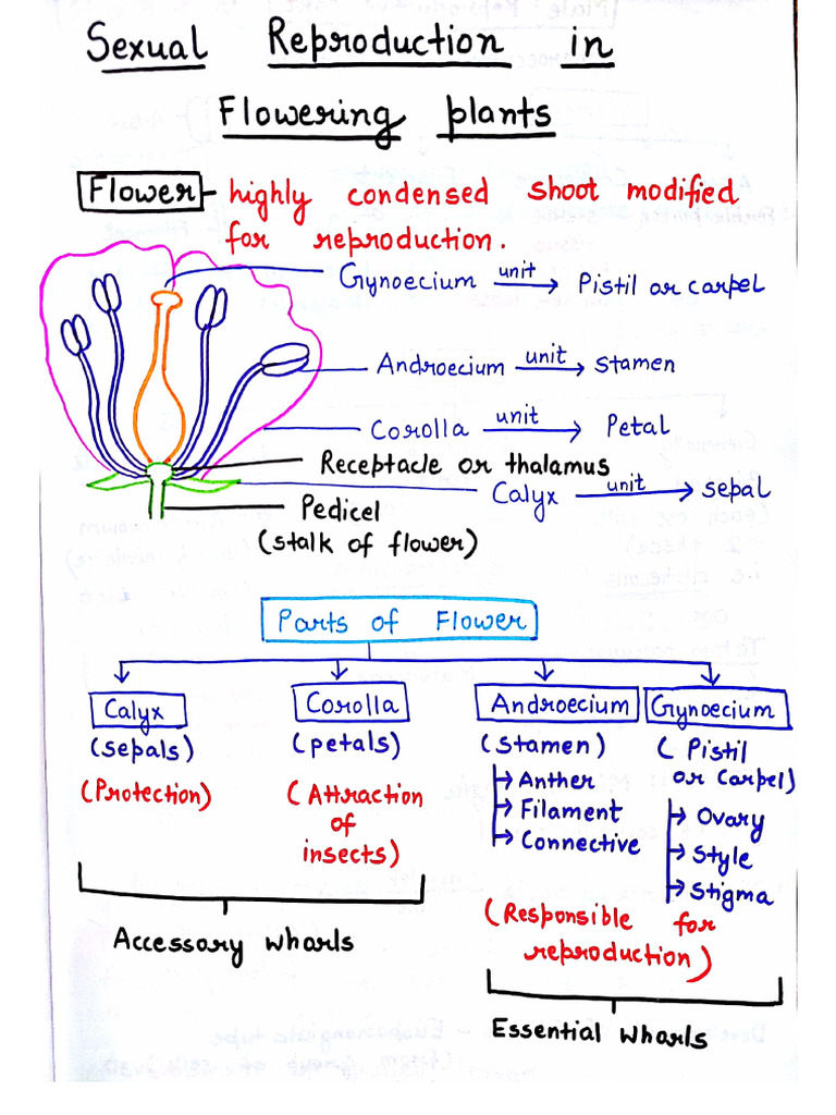 1) Sexual Reproduction in Flowering Plants | PDF