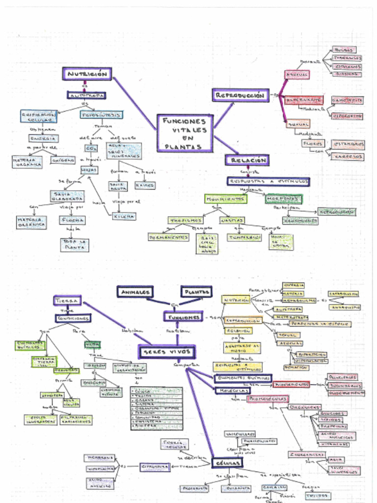 Biol y Geol 1o ESO Mapa Conceptual T 1 TomoII | PDF