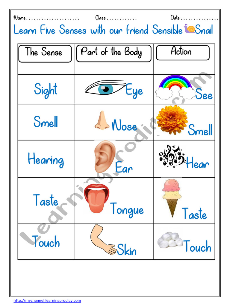 Five Senses Chart for Kids | PDF