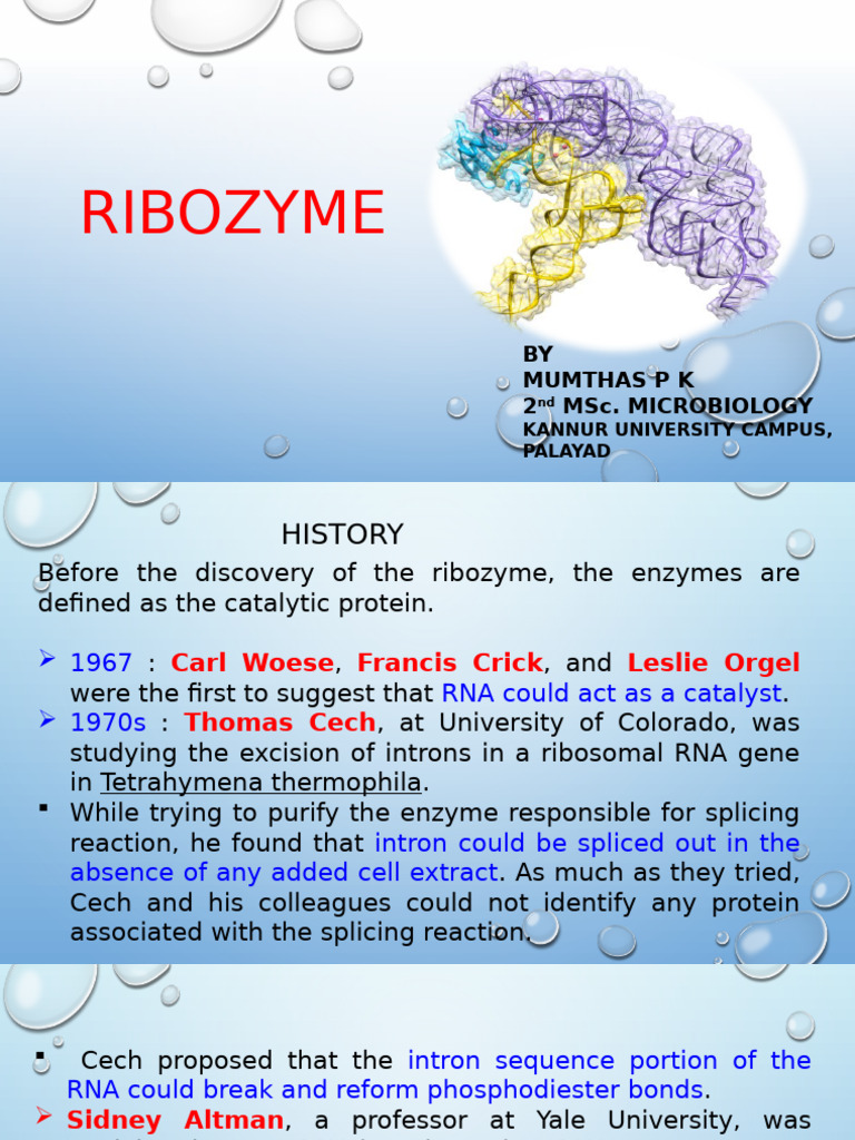 6.RNA As Ribozyme (An RNA Having Enzymatic Activity) | PDF | Rna | Rna ...