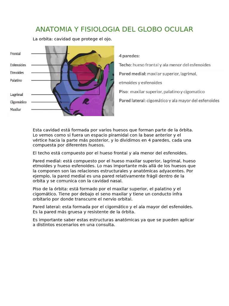 Video Anatomia Del Globo Ocular | PDF | Córnea | Ojo humano