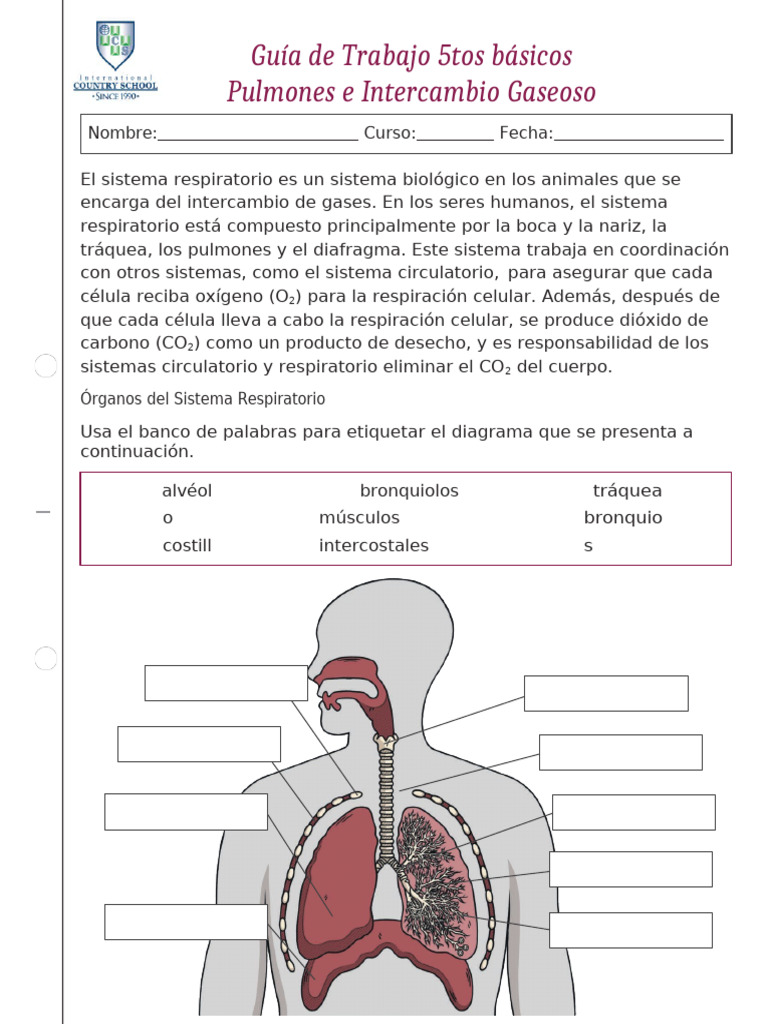 Actividades del Sistema Respiratorio 5to Grado | PDF | Respiración | Pulmón