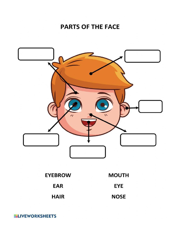 Parts of The Face | PDF