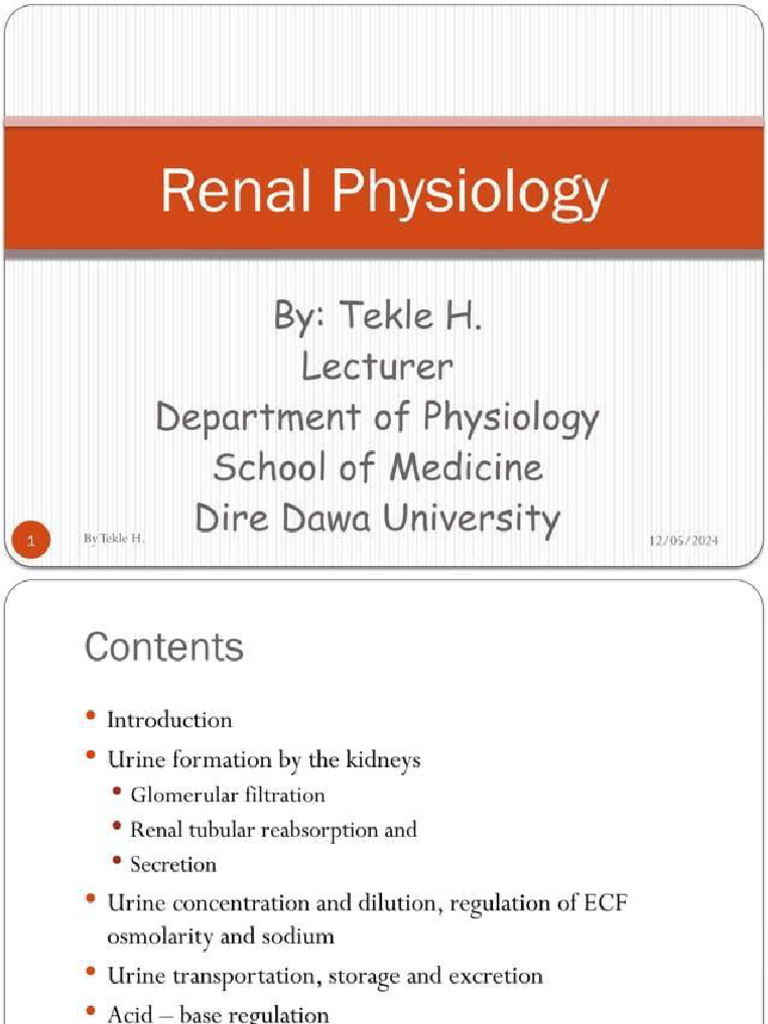 Renal System Physiology | PDF
