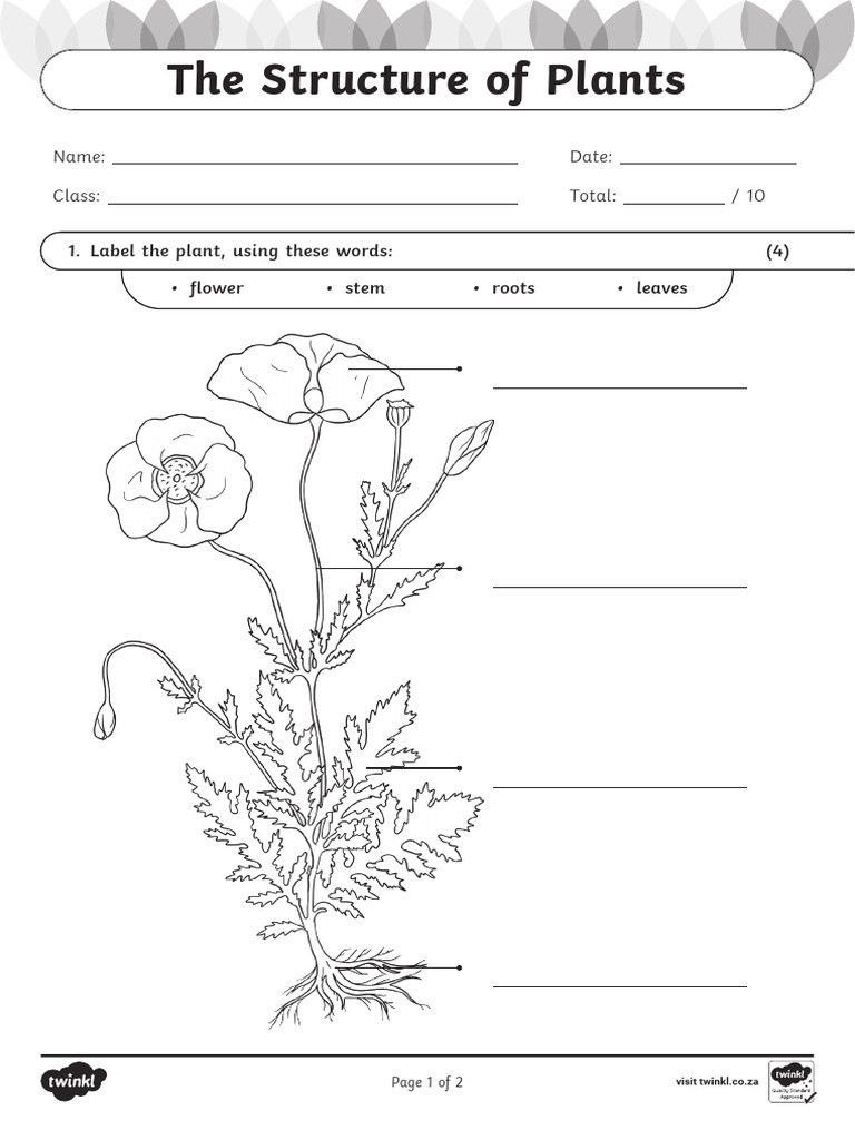 The Structure of A Plant Assesment Sheets | PDF | Plants | Leaf