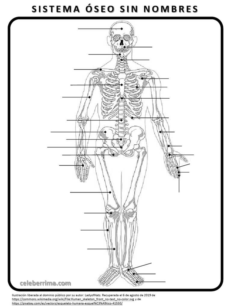 Sistema Oseo Sin Nombres Para Completar Humano Completo 02 Pdf