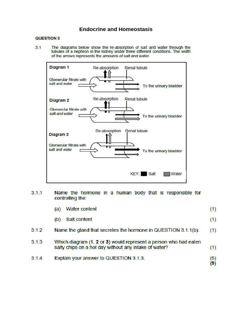 8 Endocrine and Homeostasis | PDF