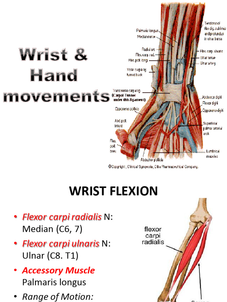 From Wrist Pages 104 157 2 | PDF | Thumb | Anatomical Terms Of Motion