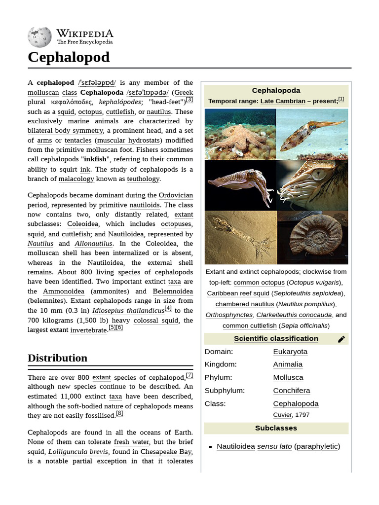Cephalopod | PDF | Eye | Octopus