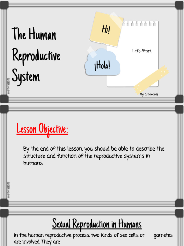 Human Reproductive System Overview | PDF | Reproductive System | Testicle