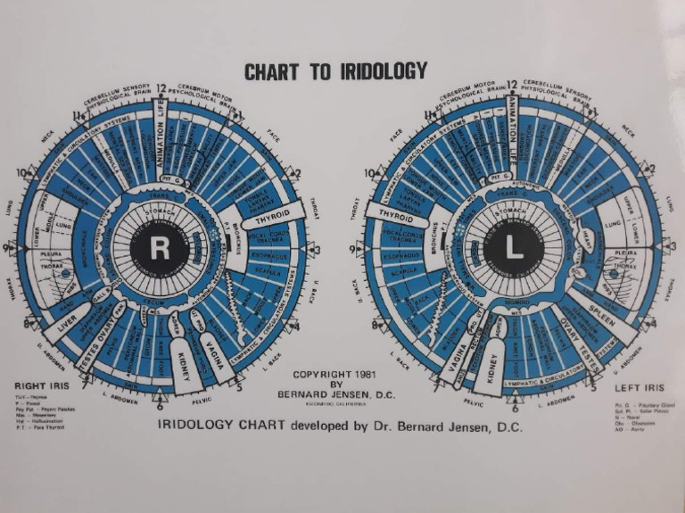 Bernard Jensen - Iridology Chart | PDF