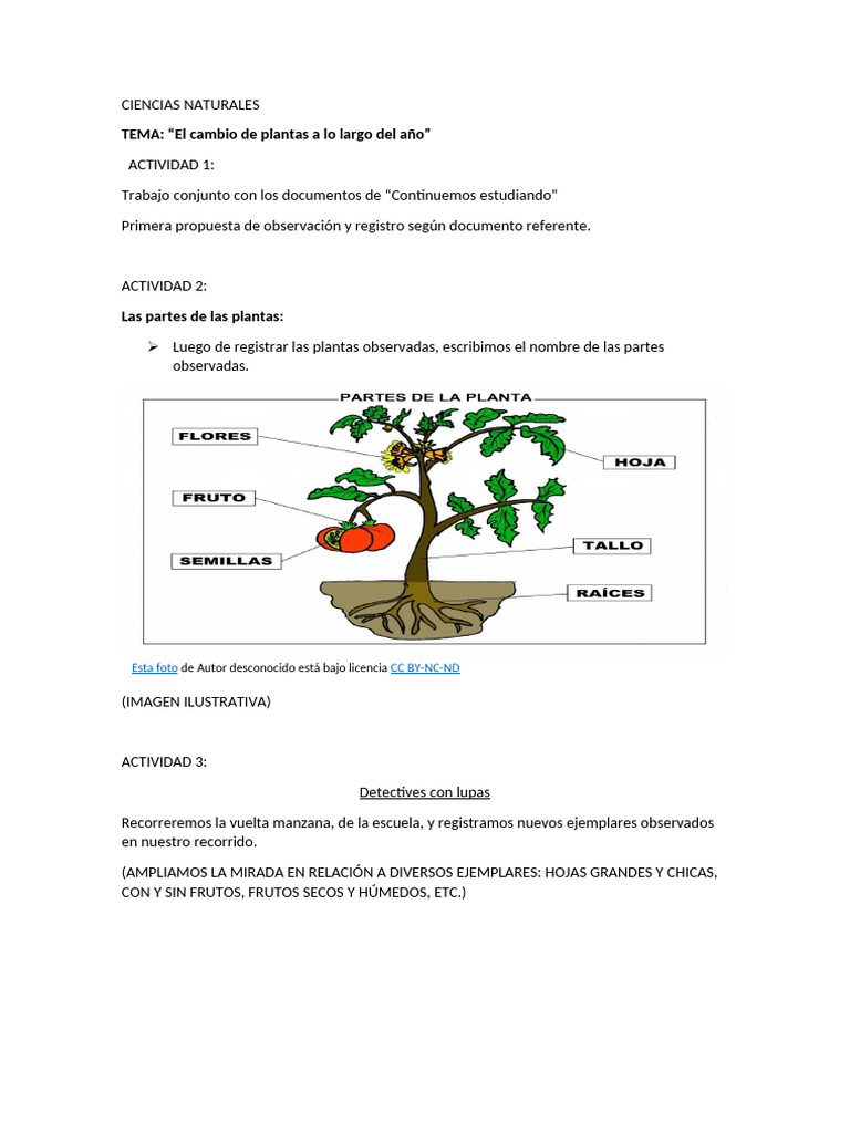 Las Plantas y Sus Cambios-2025 | PDF | Plantas | Botánica