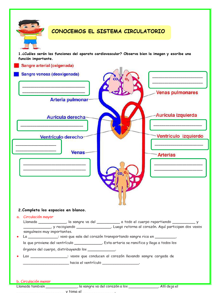 Tarea Sistema Circulatorio | PDF | Corazón | Sistema circulatorio