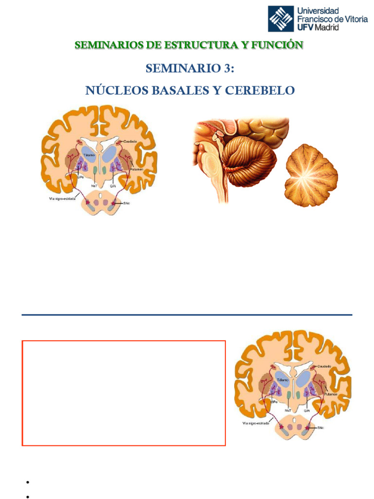 Núcleos Basales: Estructura y Función | PDF | Ganglios basales | Cerebro