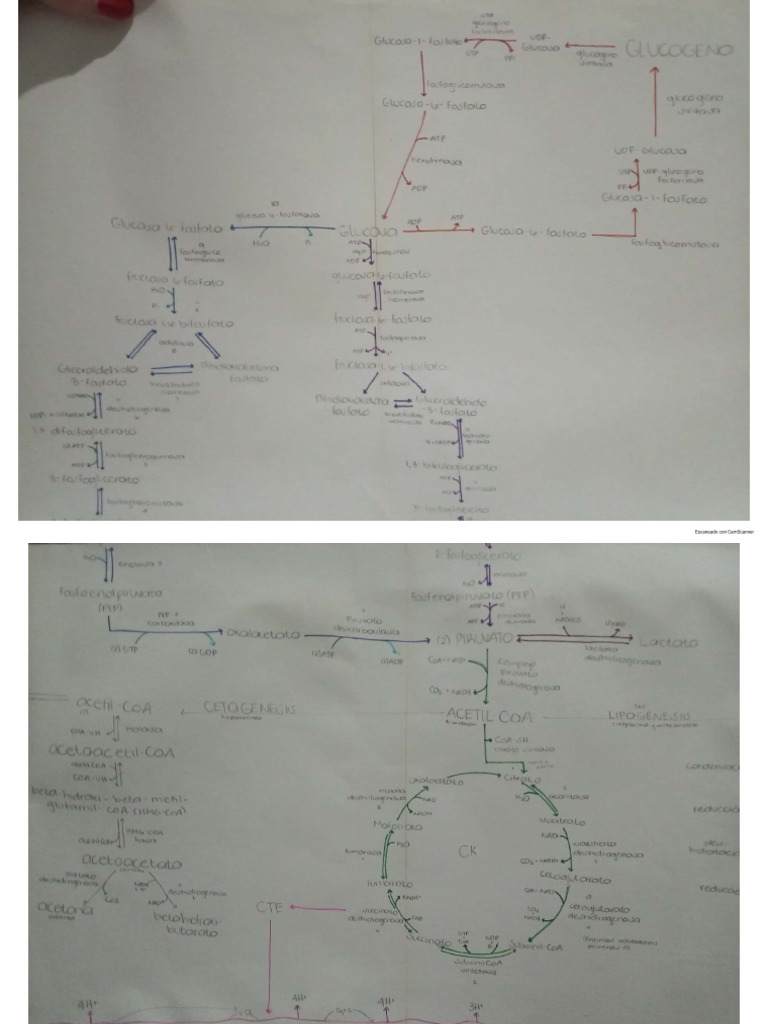 Mapa Metabólico Completo | PDF