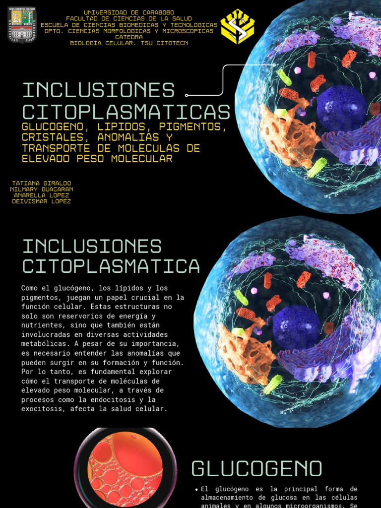 Inclusiones Citoplasmaticas .PDF - 104841 | PDF | Biología Celular ...