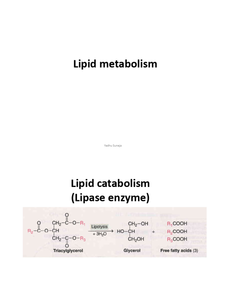 Lipid Metabolism | PDF