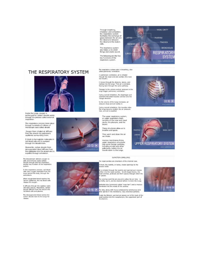 Respiratory System Outline | PDF