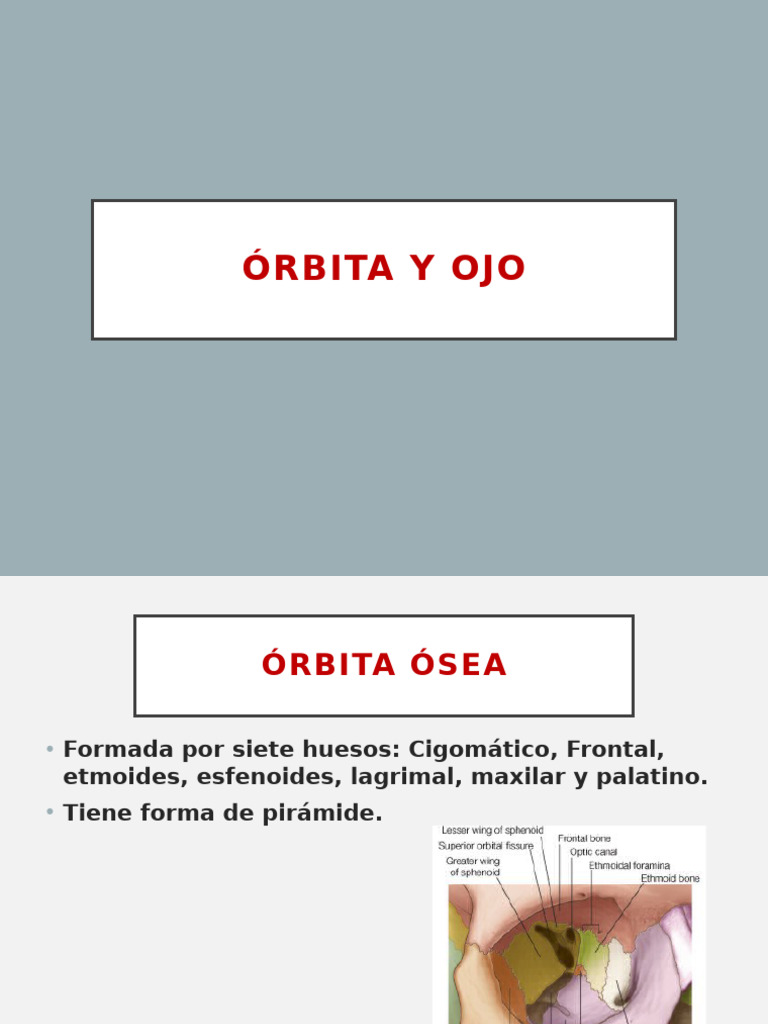 Órbita y Ojo | PDF | Ojo humano | Rasgos faciales