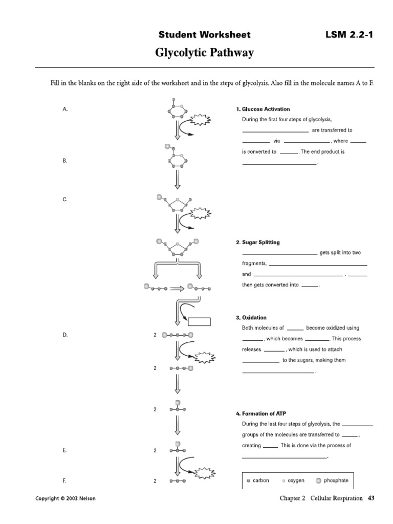 Glycolysis Worksheet | PDF