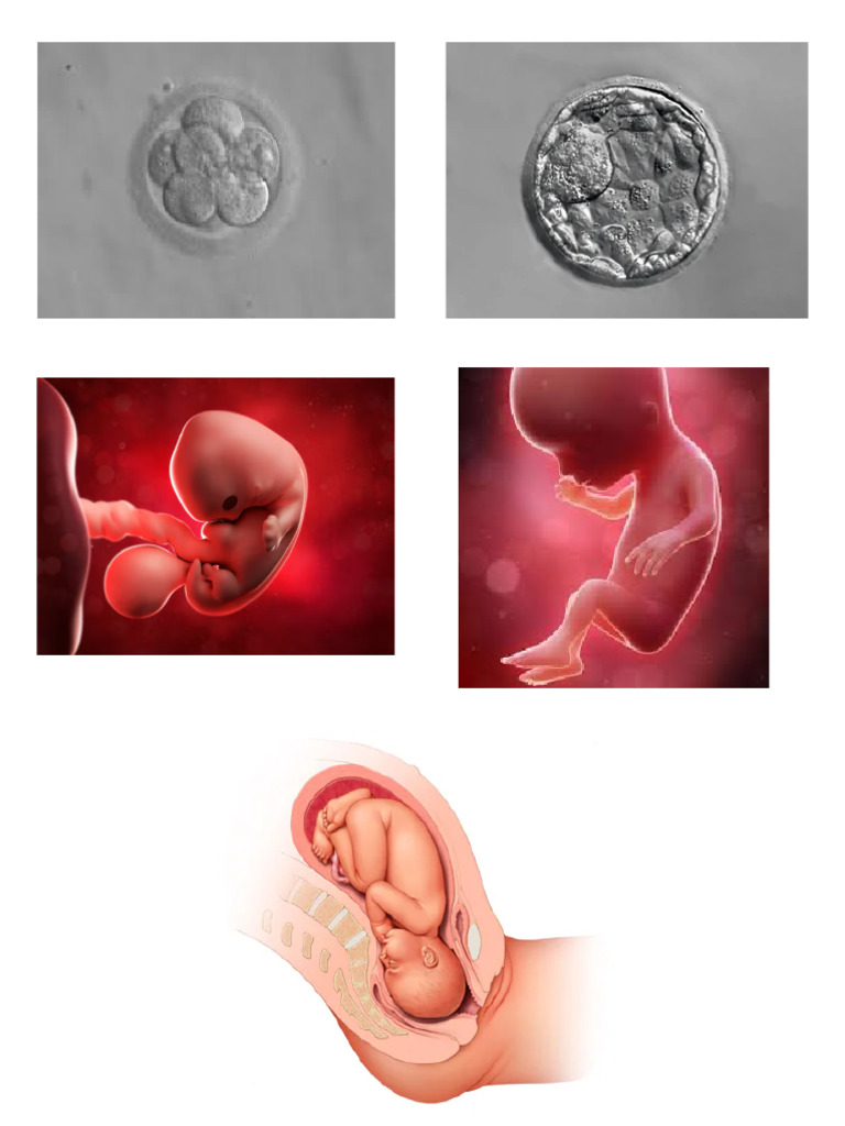 Etapas Del Feto | PDF