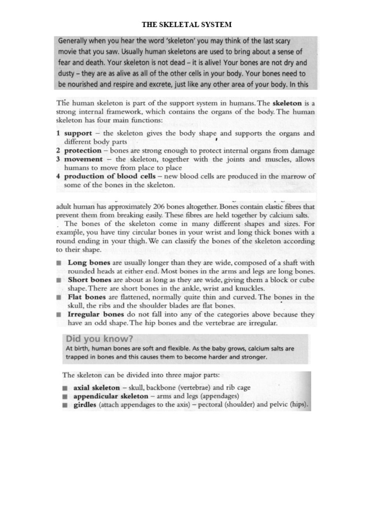The Skeletal System Handout | PDF