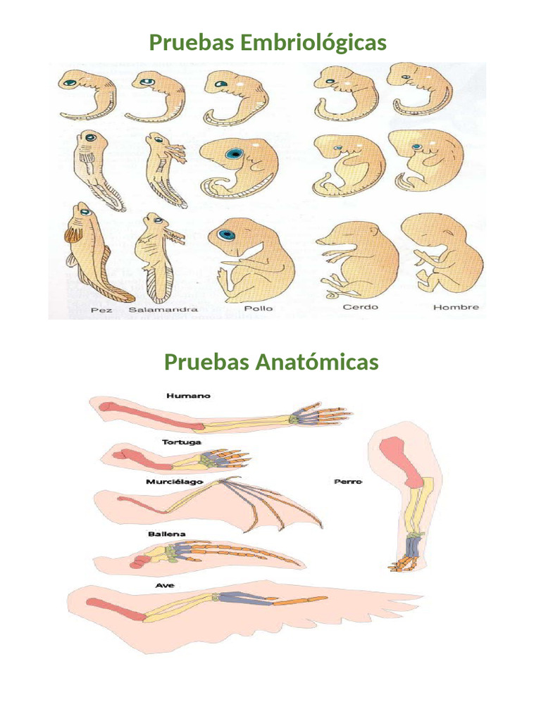 Pruebas Evolucion | PDF
